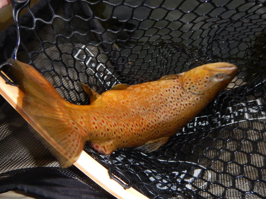 Manitoba Fly Fishing Guide - Trout Bass Pike Walleye Catfish - Winnipeg