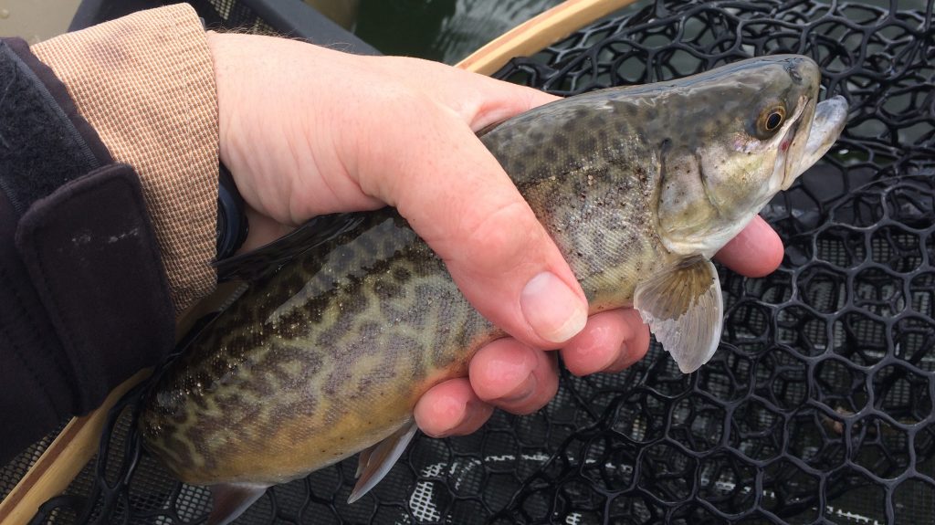 Manitoba Trout Fly Fishing - Parkland Lakes - Robert Burton Winnipeg