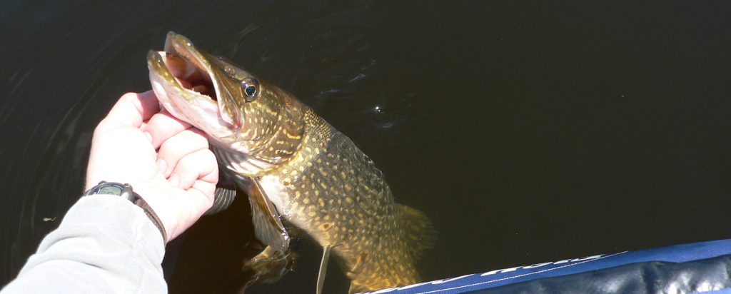 Winnipeg River Fly Fishing - Guided Trips Manitoba - Fly Guide Service