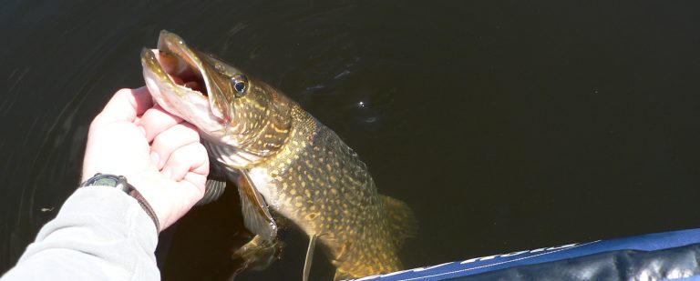 Winnipeg River Fly Fishing - Guided Trips Manitoba - Fly Guide Service