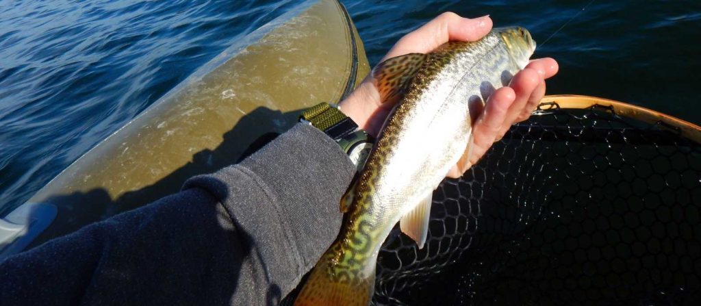 Tiger Trout and Brown Trout - Still Water Fly Fishing - Winnipeg Manitoba