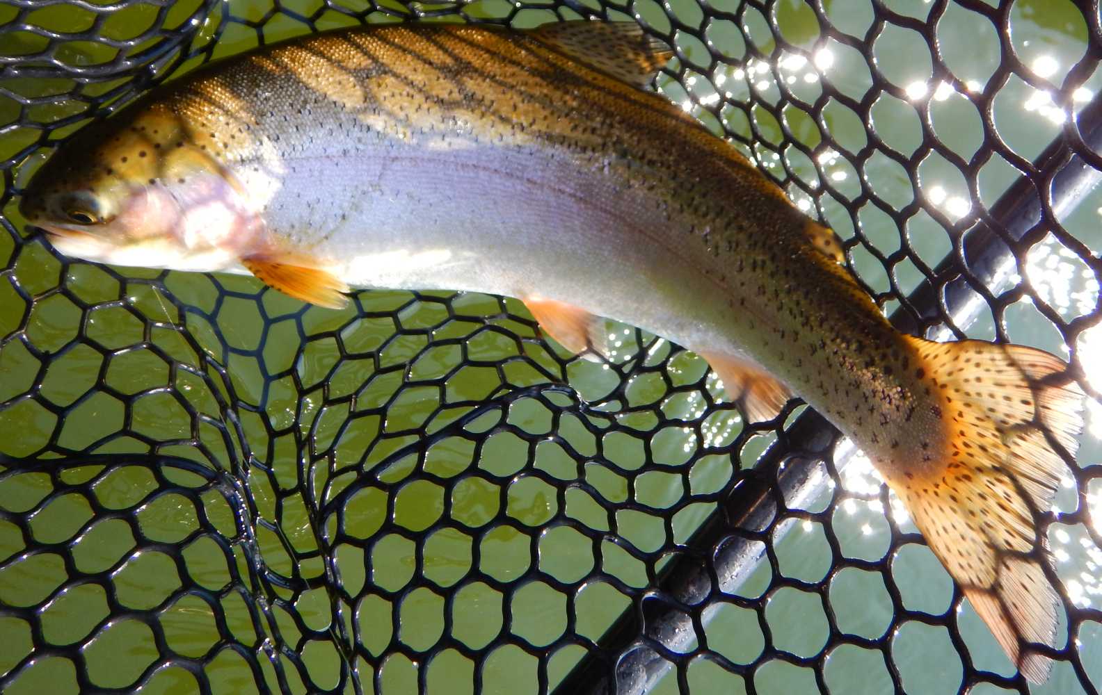 Eastern Manitoba Still Water Trout - Fly Fishing Manitoba - Winnipeg Trips