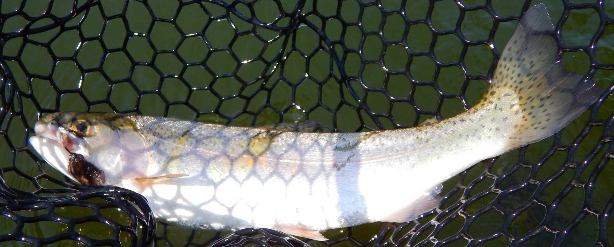 Eastern Manitoba Still Water Trout - Fly Fishing Manitoba - Winnipeg Trips