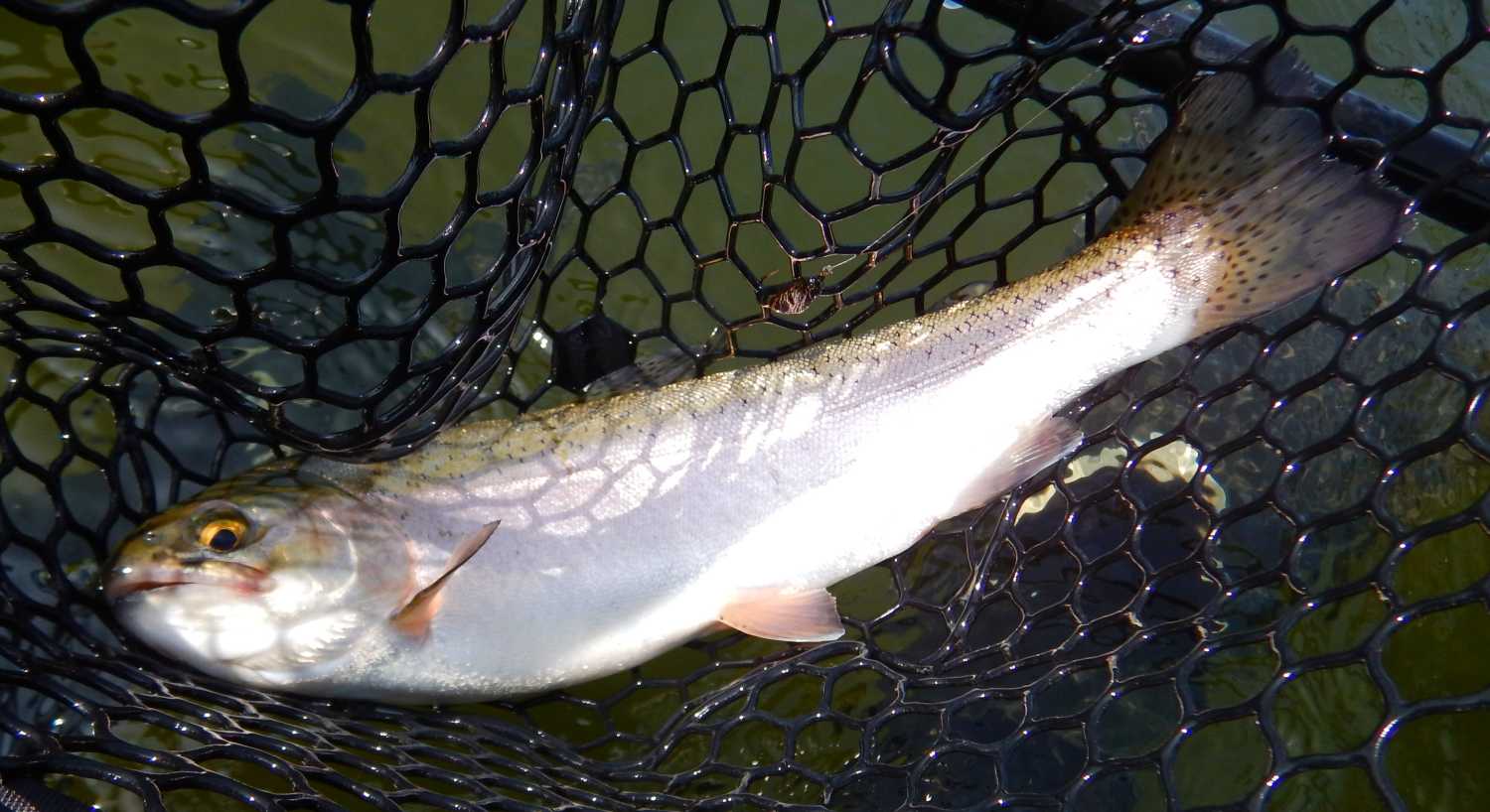 Eastern Manitoba Still Water Trout - Fly Fishing Manitoba - Winnipeg Trips